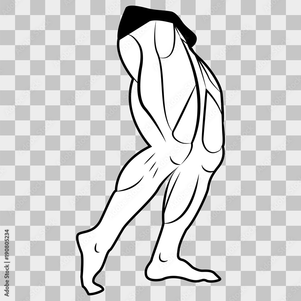 Vector image lower body man. The muscles of the legs on a transparent ...