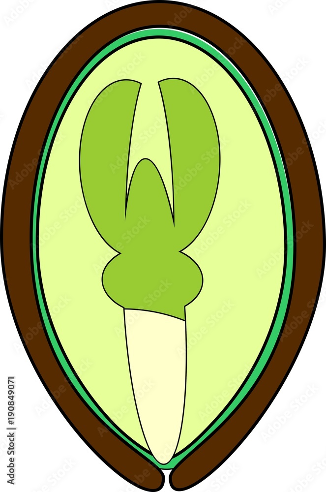 Diagram of the internal structure of a dicot seed and embryo Stock ...