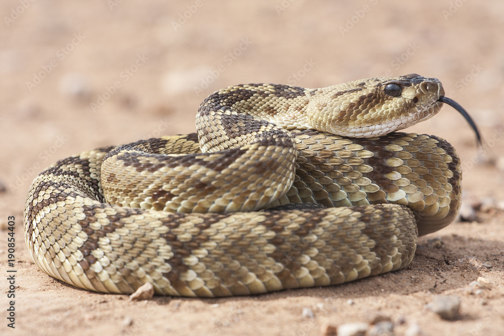 Crotalus molossus is a venomous pit viper species found in the ...