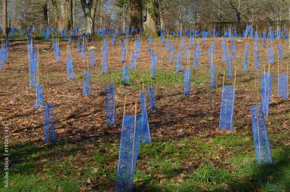 Planting shrubs in forest (Plantation d'arbustes dans une forêt) France ...
