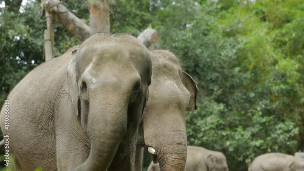 Video footage of two big elephants extending their trunks at the zoo ...