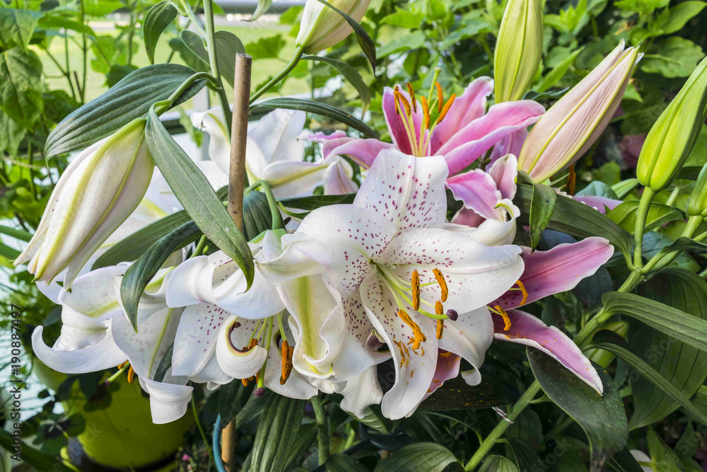 Lilies growing on the balcony Balcony garden. Greening the balcony ...