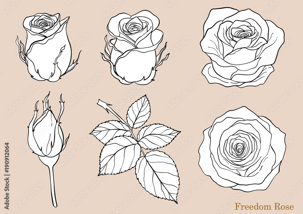 Rose vector set by hand drawing.Beautiful flower on white background ...