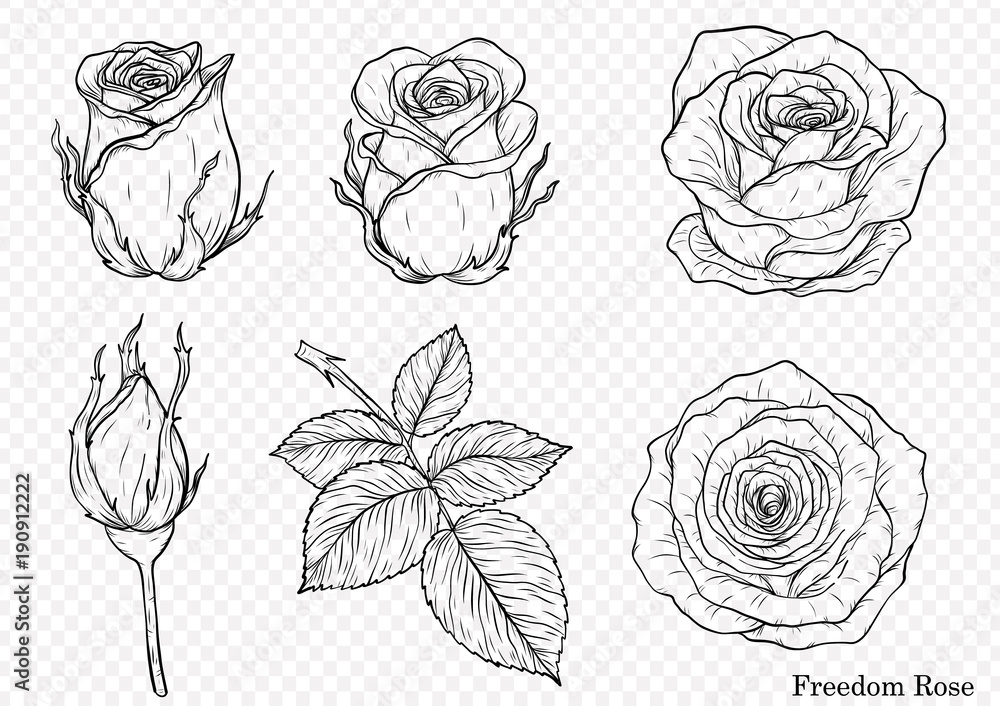 Obraz Róża wektor zestaw ręcznie rysunek. Piękny kwiat na białym tle ...