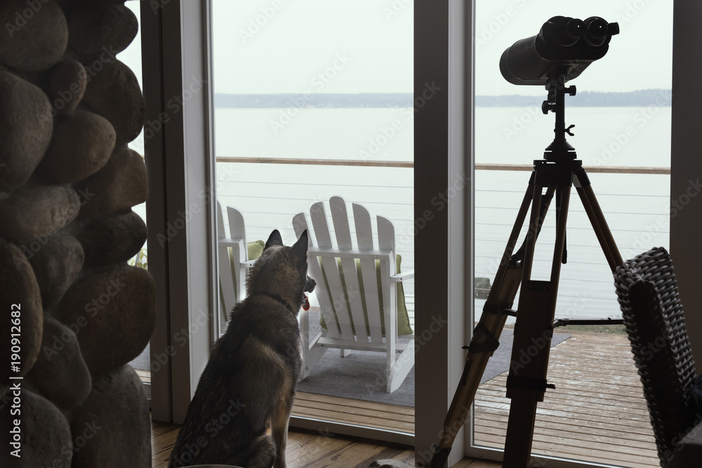 Rear view of dog looking out the window at the beach house with large ...