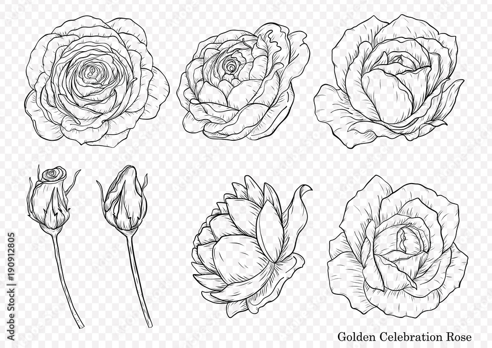 Rose vector set by hand drawing.Beautiful flower on white background ...