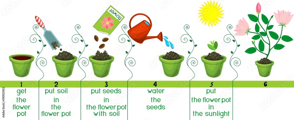 Instructions on how to plant flower in sequence of easy steps Stock ...