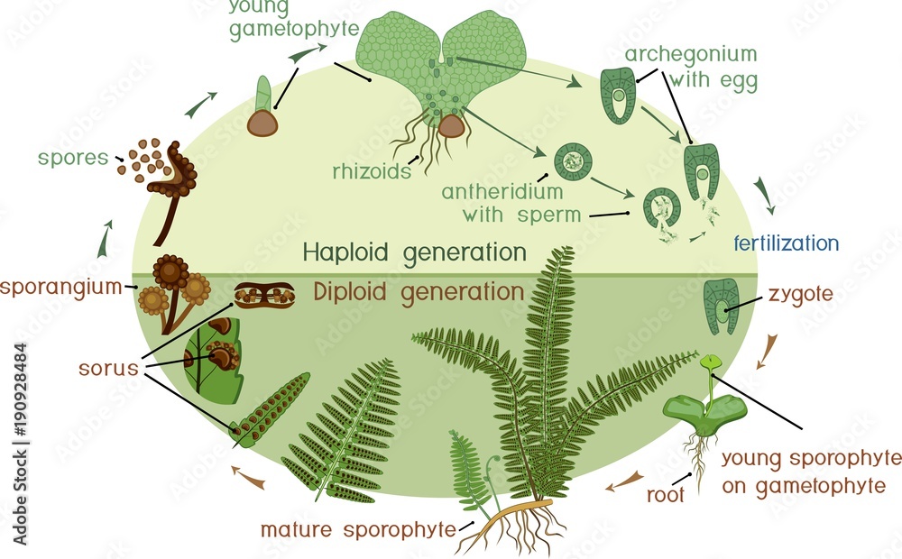 Life Cycle of Fern. Plant life cycle with alternation of diploid sporophytic and haploid ...