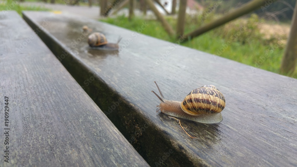 Carrera de caracoles Stock Photo | Adobe Stock