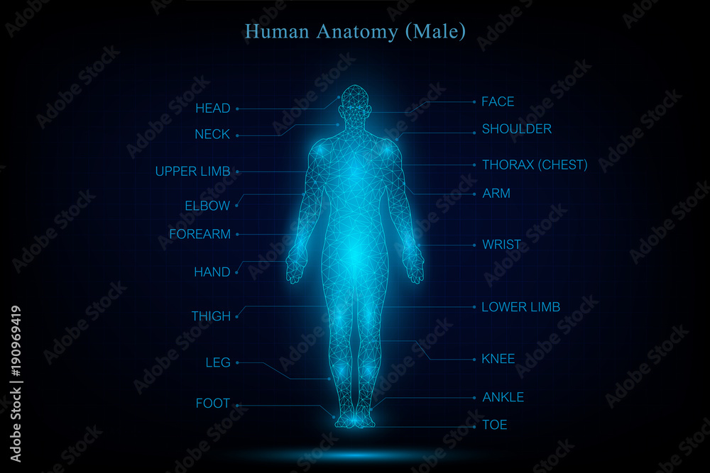 human body anatomy glowing blue in the dark background as medical ...