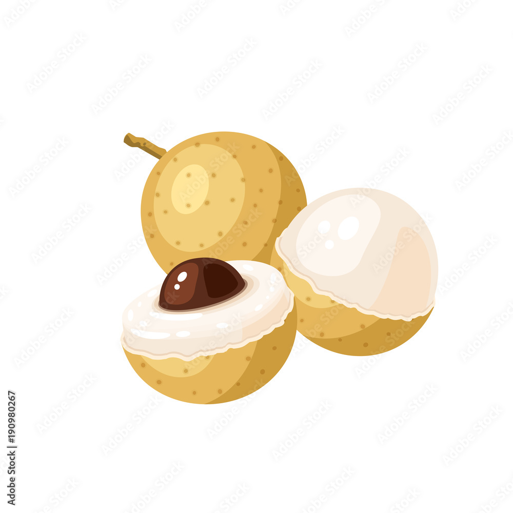 Summer tropical fruits for healthy lifestyle. Longan fruit. Vector ...