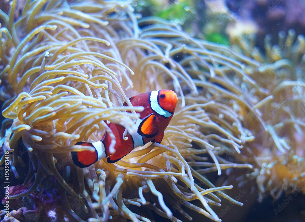 Red clown fish in the coral reef Stock Photo | Adobe Stock