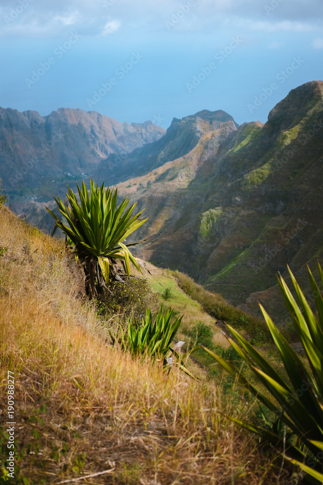 Agave growing on a steep slope. Mountain range in the background. Santo ...