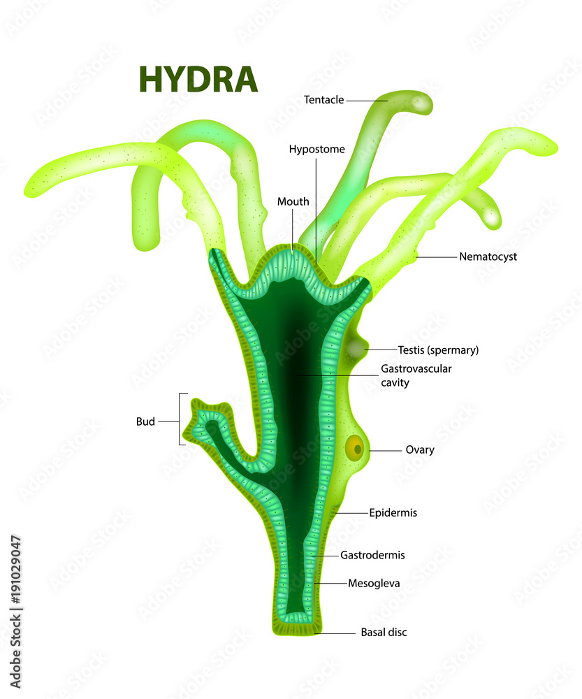 Hydra (genus). Structure Stock Vector | Adobe Stock