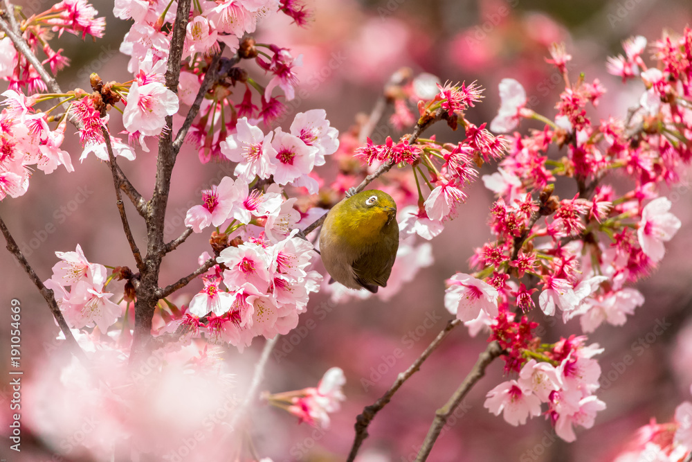 The Japanese White-eye.The background is cherry blossoms(Japanese name ...