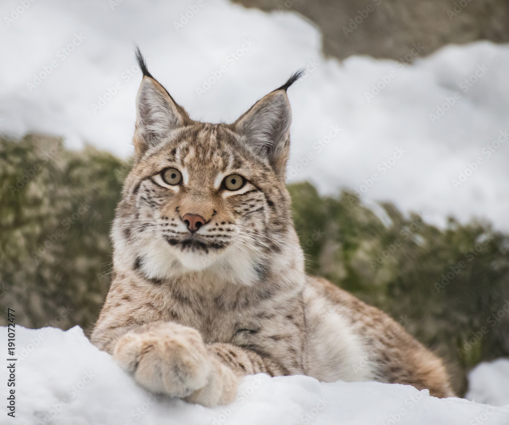 Baby lynx. Lynx live in dense forests, in the taiga, steppe and tundra ...