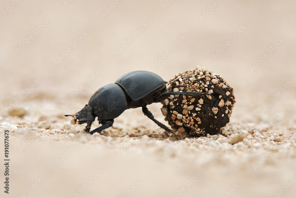 Foto Stock Flightless Dung Beetle, Circellium bacchus, roll dung ball ...