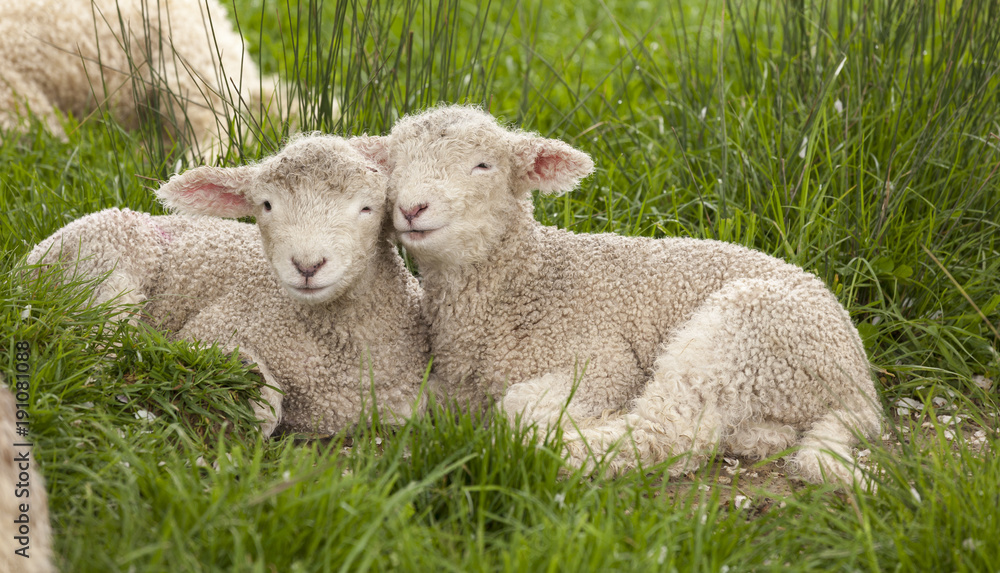 Baby Lambs In Spring