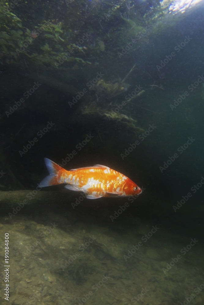 Freshwater fish koi carp (Cyprinus carpio) in the beautiful clean pound ...