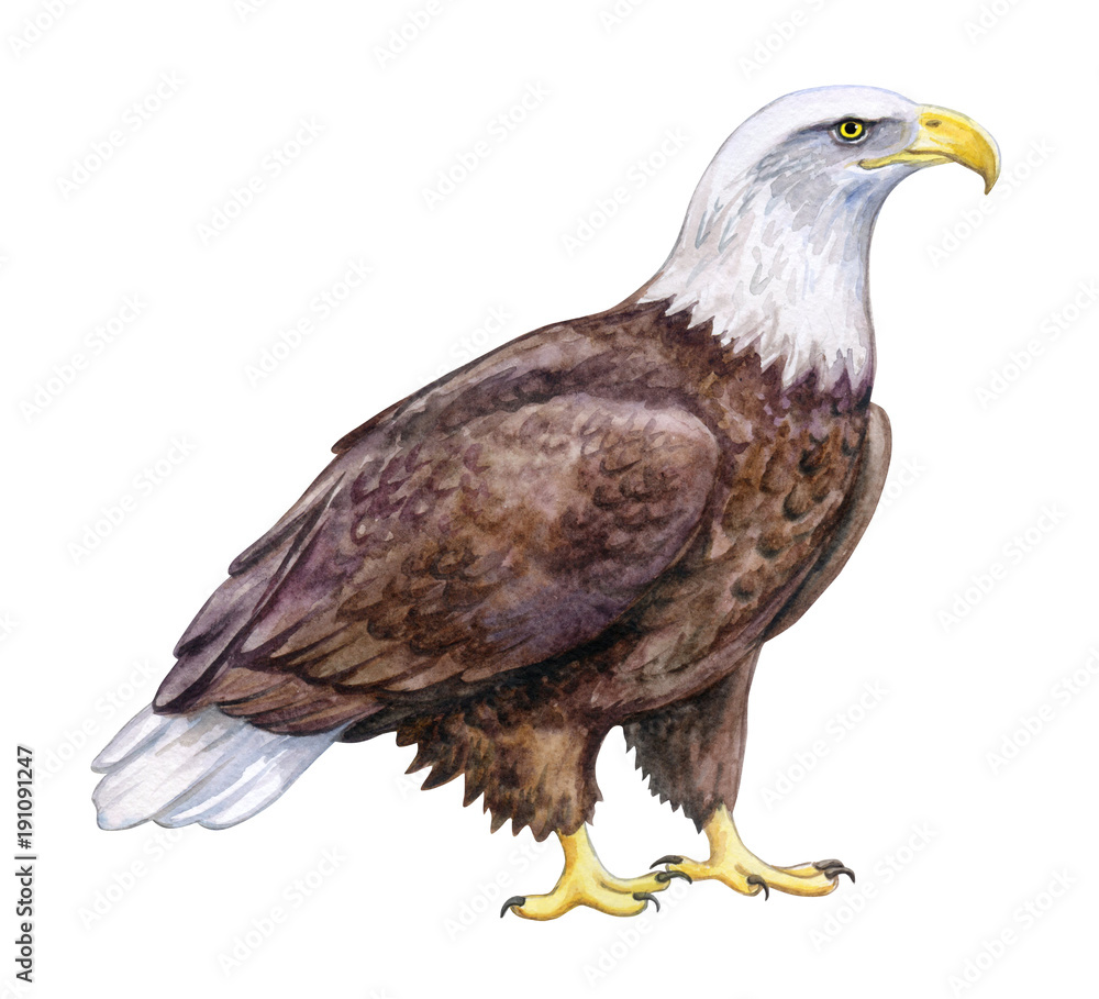 Free Eagle Clipart Jpeg