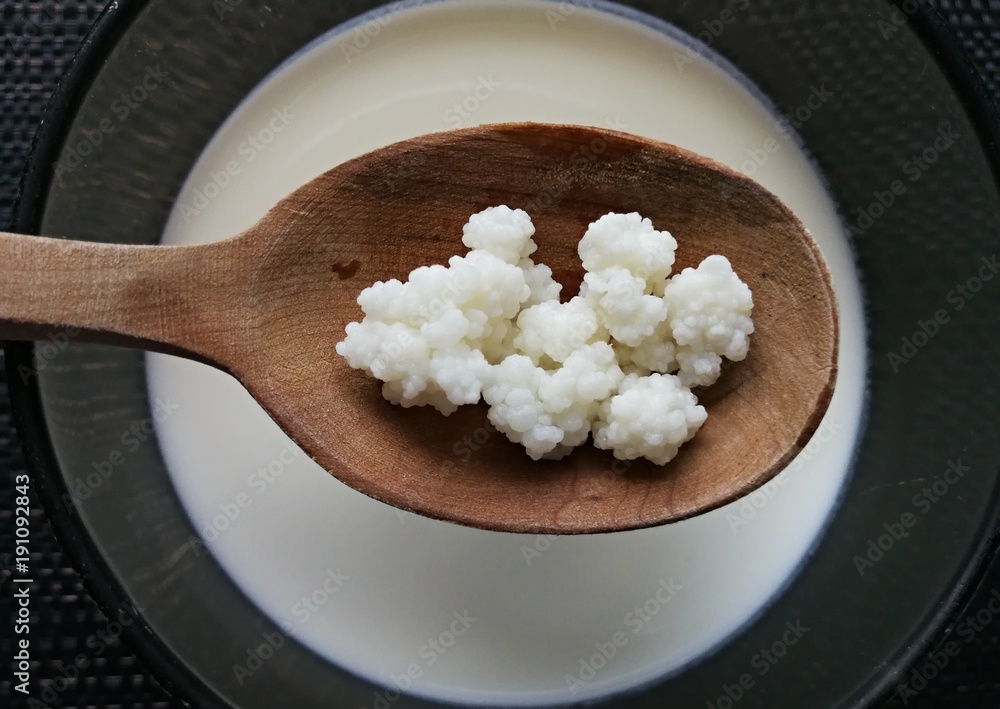 Tibetan milk mushroom .Milk kefir seeds. Stock Photo | Adobe Stock
