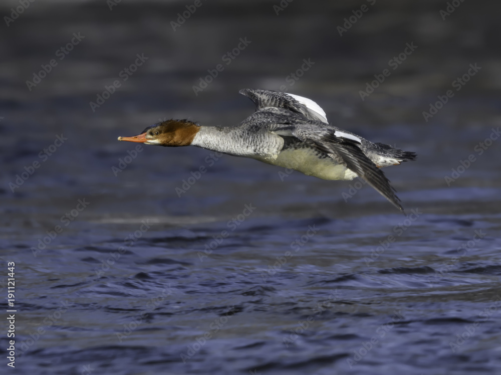 Common Merganser Female in Flight Stock Photo | Adobe Stock