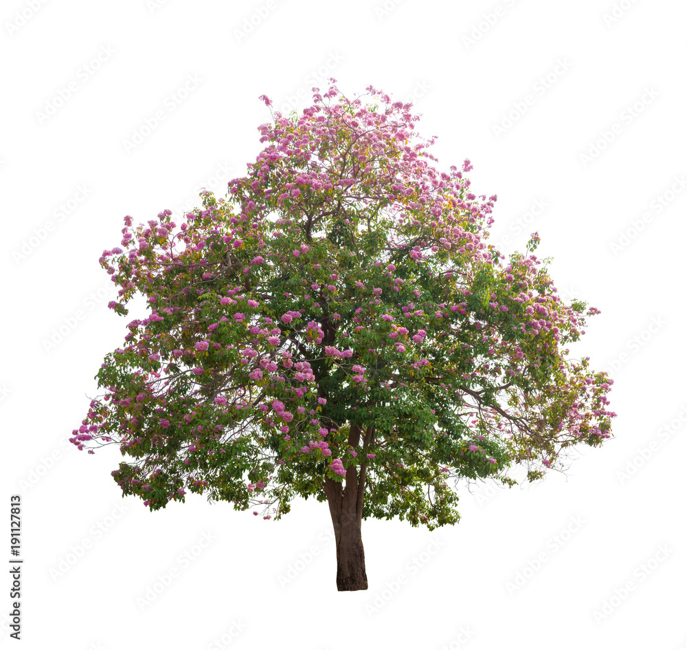 Tabebuia Rosea Tree