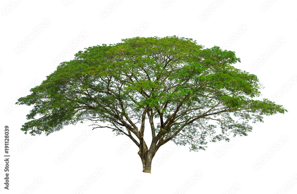 Raintree isolated on white background high resolution for graphic ...