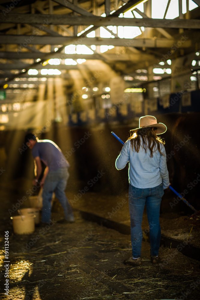 cleaning up the cattle stalls Stock Photo | Adobe Stock