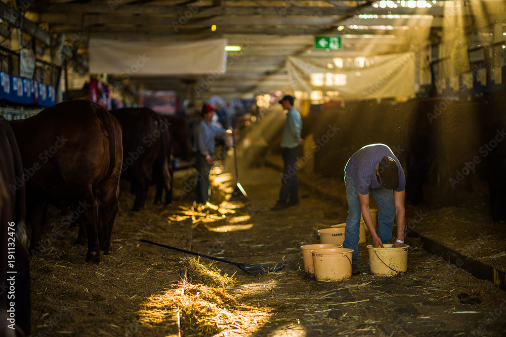 cleaning up the cattle stalls Stock Photo | Adobe Stock