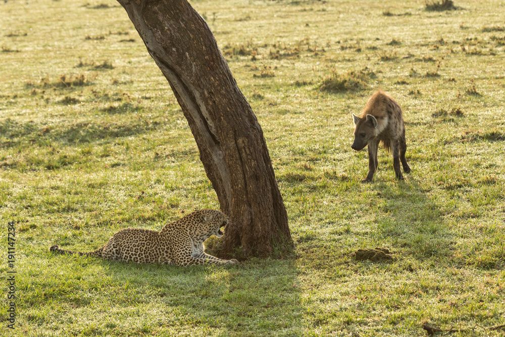 Photo & Art Print a standoff between a reclining leopard and a hyena on ...
