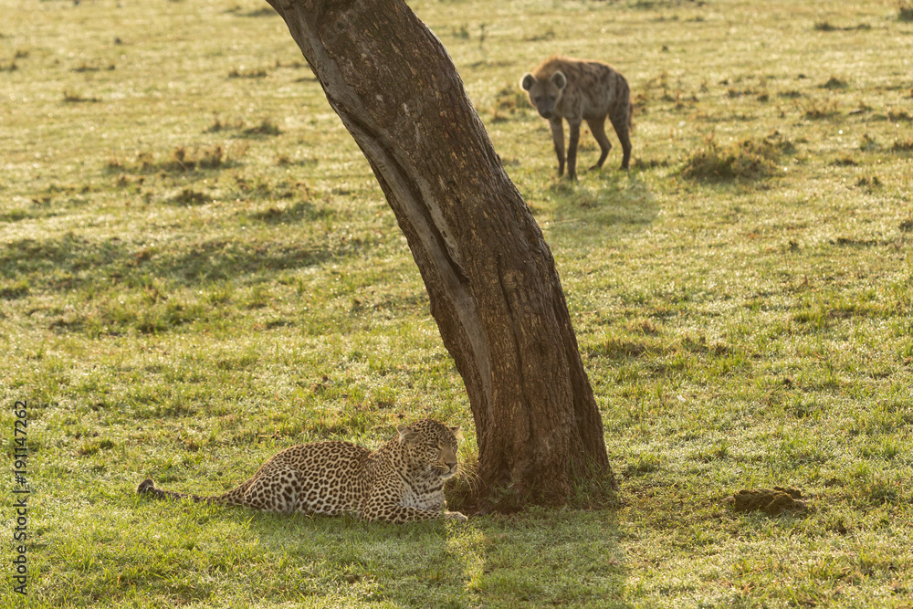 Photo a standoff between a reclining leopard and a hyena on the ...