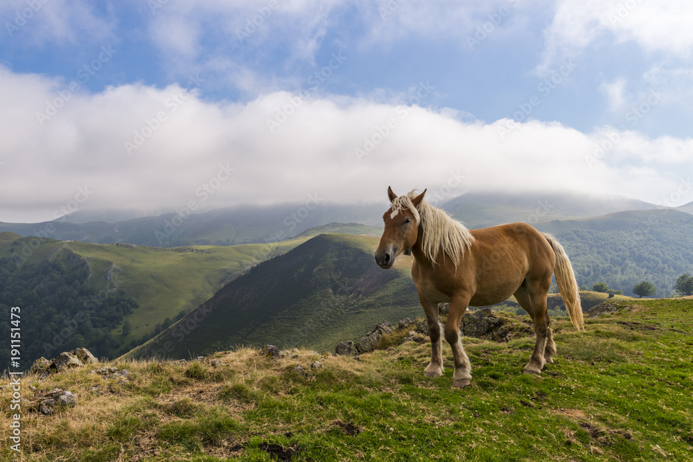 chevaux en liberté dans les estives (pâtures) dans les Pyrénées au col ...