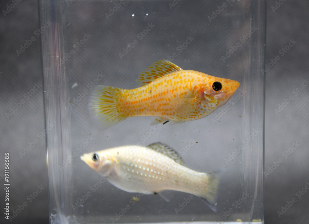 sailfin molly fish, silver and orange color in the water glass box. the ...