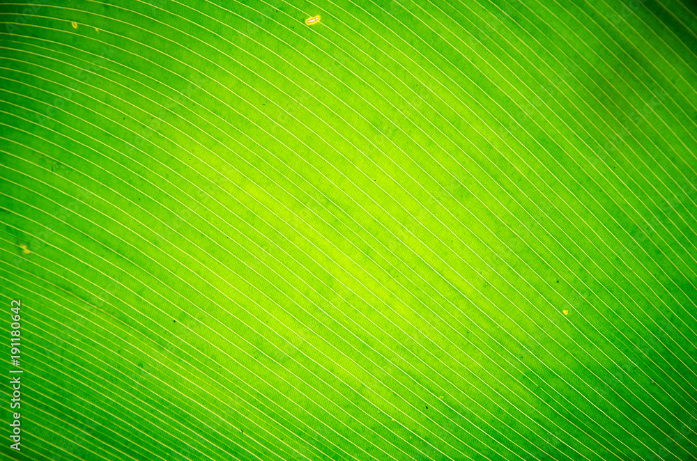 Green leaf texture. Stock Photo | Adobe Stock