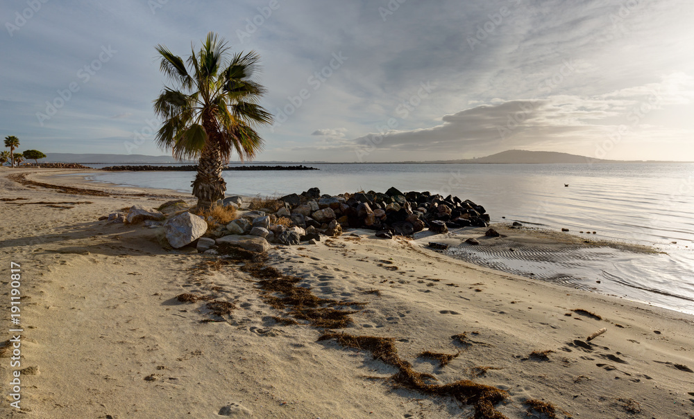 Bassin de Thau - Palmier sur la plage de Meze - Herault -Occitanie ...
