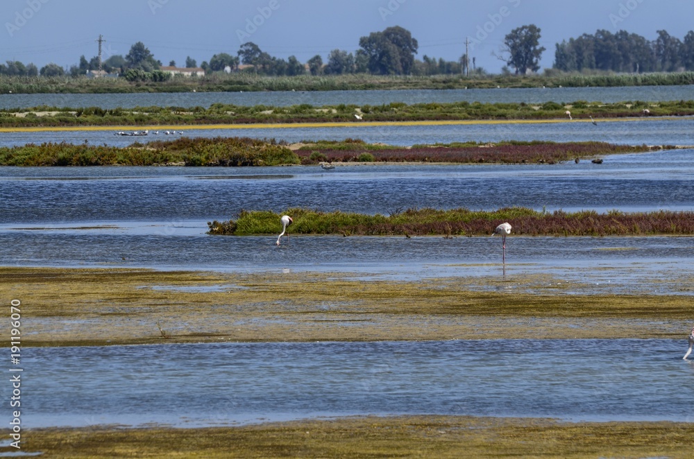 Natural park of the Ebro river delta, in Spain. Flamingos, herons and ...