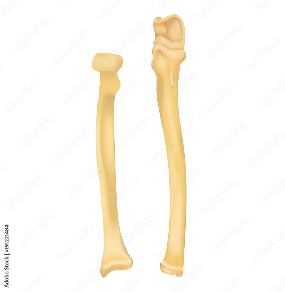 Real Ulna Bone