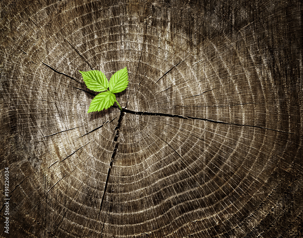 New young sprout growing from old wood tree stump. Renewal concept ...