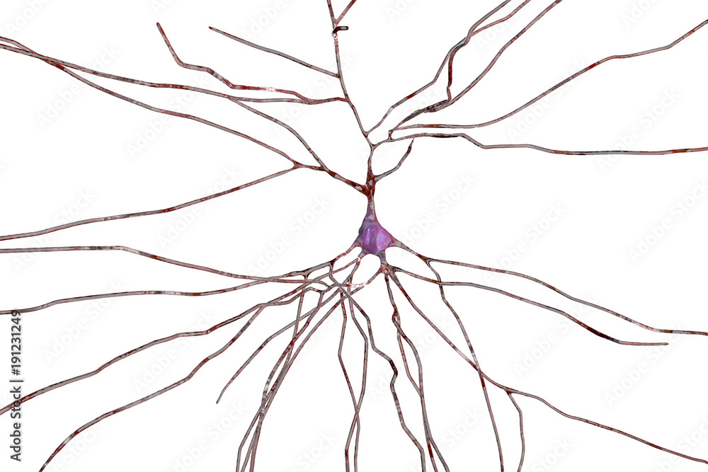 Realistic Neuron Human Brain Cell Isolated On White Background 3d Illustration Human Nervous