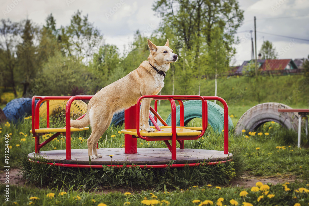 the dog is on the carousel Stock Photo | Adobe Stock