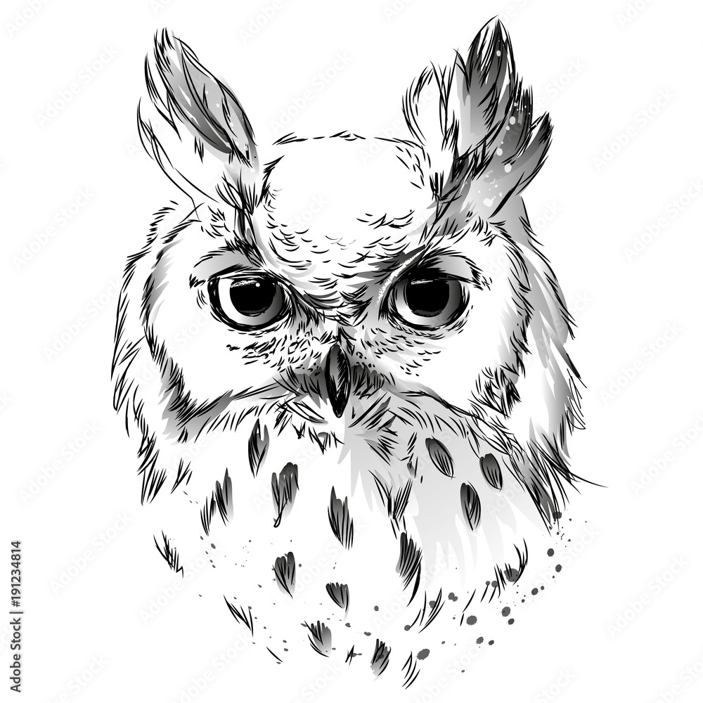 Owl Head Sketch