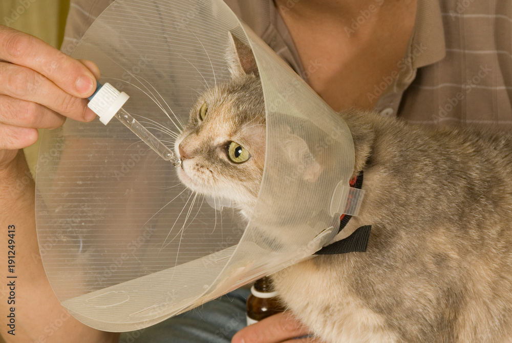 Katze erhält Medikament Stock-Foto | Adobe Stock