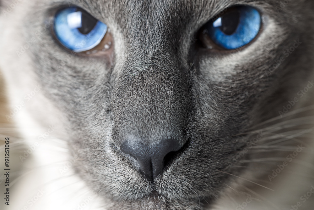 Cat boy with blue Eyes Close Up. Breed of cat Siamese oriental Stock ...