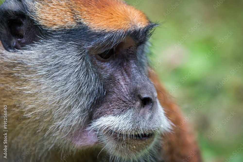 Portrait of a patas monkey, also known as hussar monkey Stock Photo ...