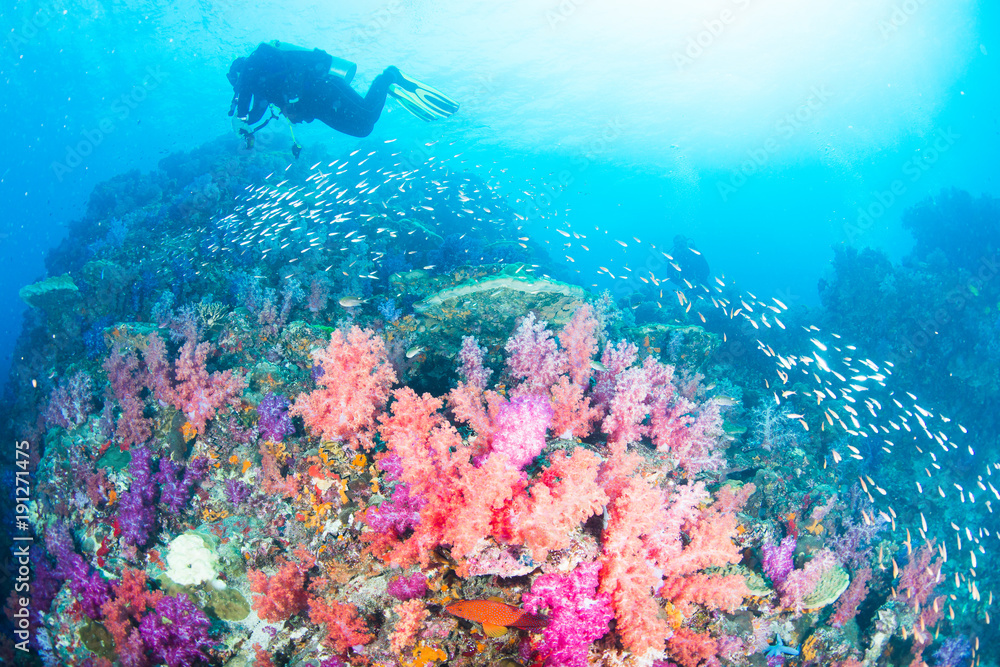 Scuba Diving Coral Reef Wallpaper