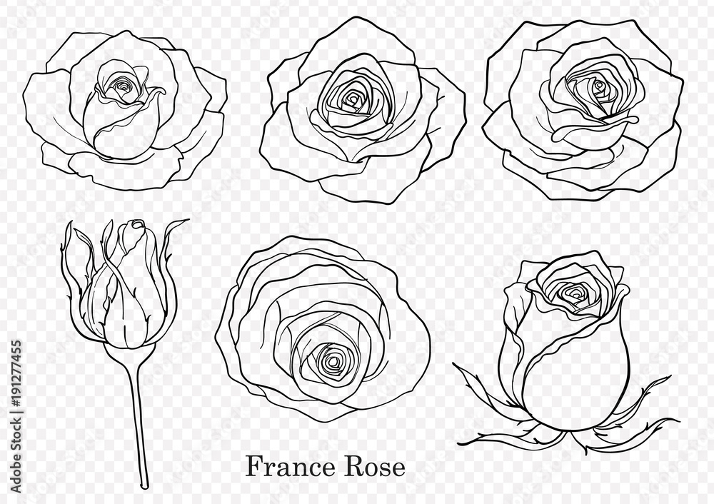 Rose vector set by hand drawing.Beautiful flower on white background ...