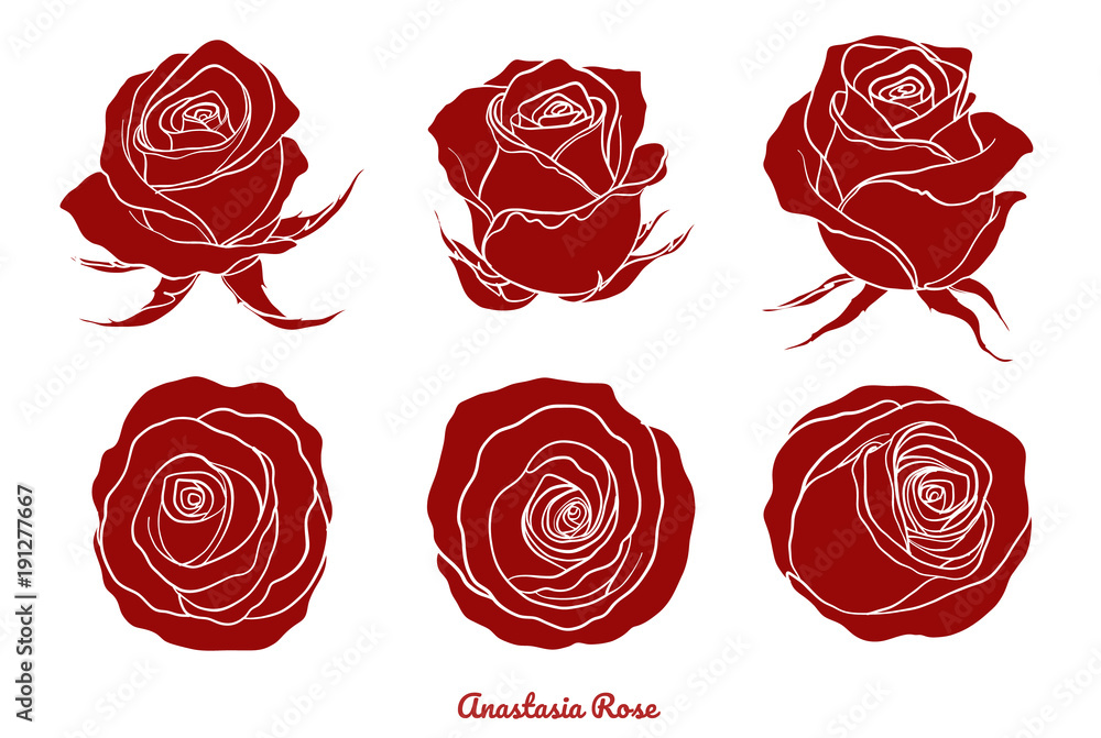 Rose vector set by hand drawing.Beautiful flower on white background ...