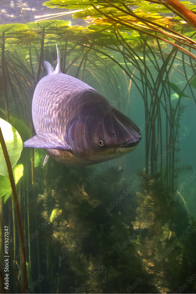 Freshwater fish grass carp (Ctenopharyngodon idella) in the clean pound ...