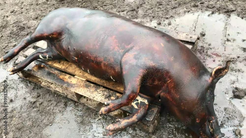 Slaughter burn the pig hair off with a gas burner before butchering ...